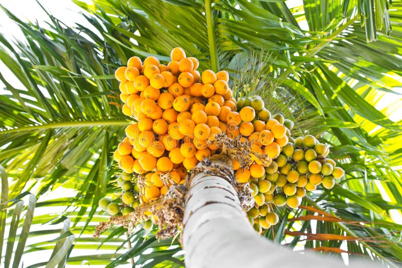 680 Ripe Betel Nut Areca Palm Tree Stock Photos - Free & Royalty-Free ...