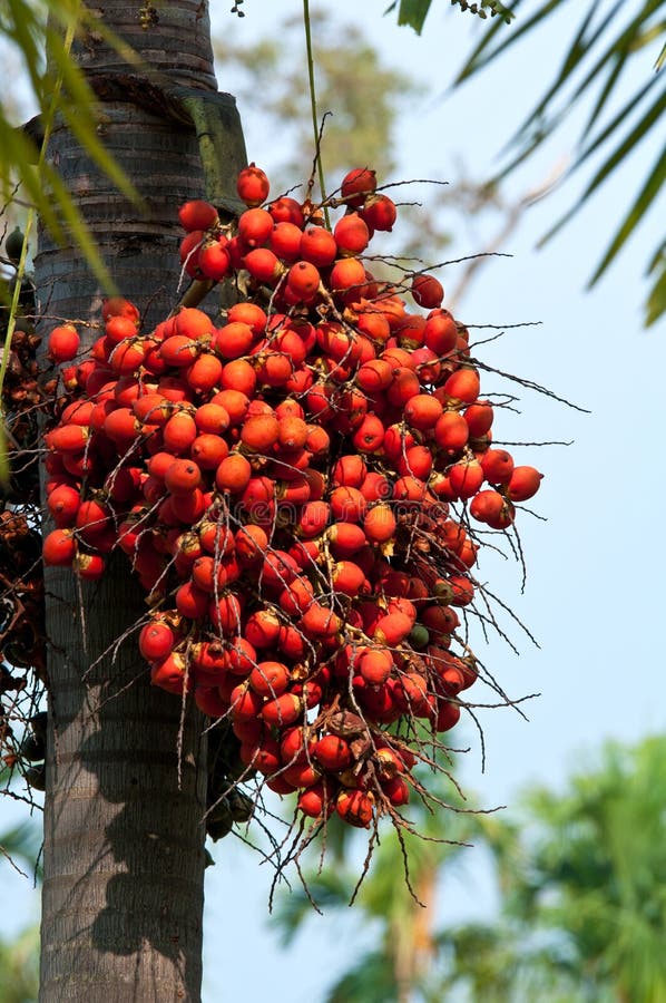 Ripe Betel nut fruit stock image. Image of vietnam, tree - 23739543