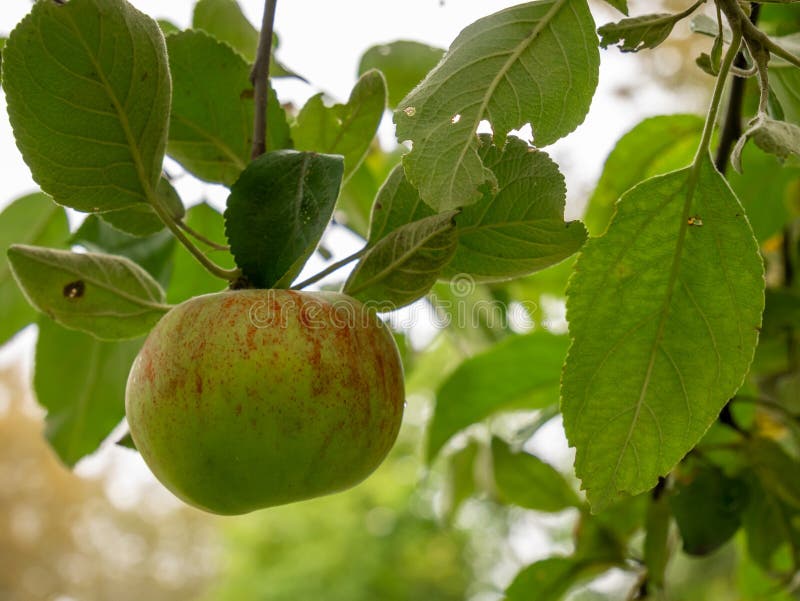 Ripe Big Apple with Drops of Rain on the Tree. Green Leaves Stock Photo ...