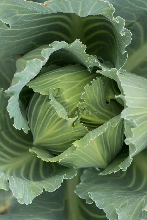 Ripe Big Green Cabbage at Ground Stock Image - Image of full, closeup ...