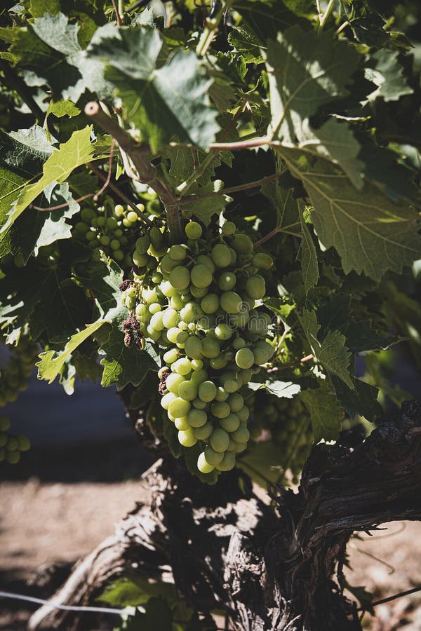 Ripe Big Green Grapes on the Vine on a Warm Day Stock Image - Image of ...
