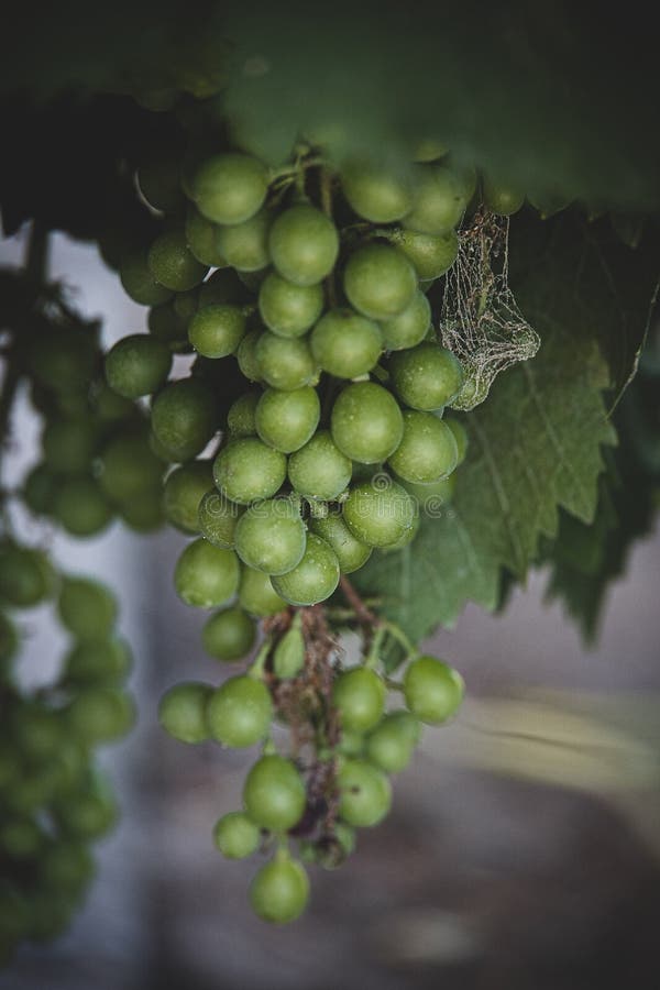 Ripe Big Green Grapes on the Vine on a Warm Day Stock Photo - Image of ...