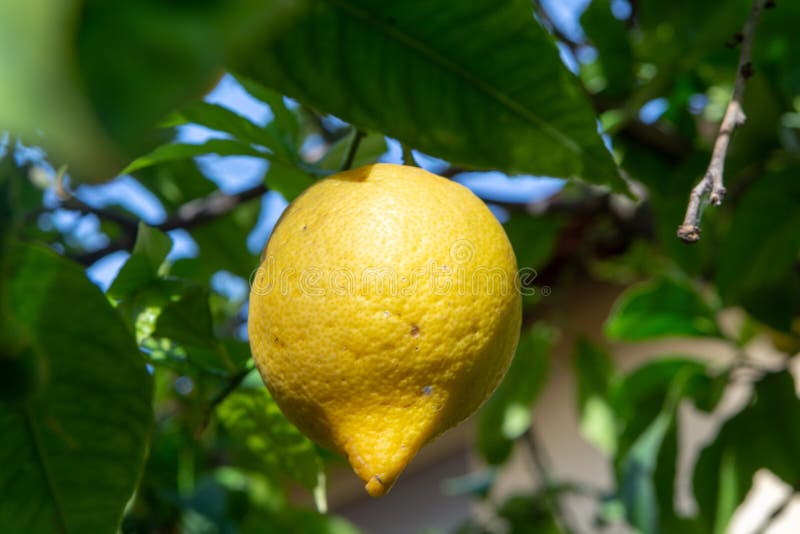 Ripe Big Yellow Lemon Citrus Tropical Fruit Hanging on Lemon Tree Stock ...