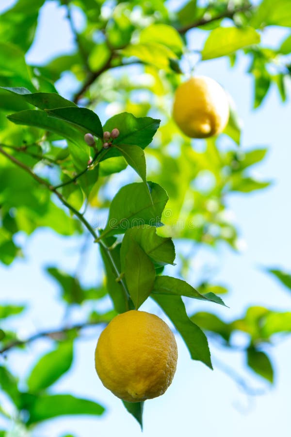Ripe Big Yellow Lemon Citrus Tropical Fruit Hanging on Lemon Tree Stock ...
