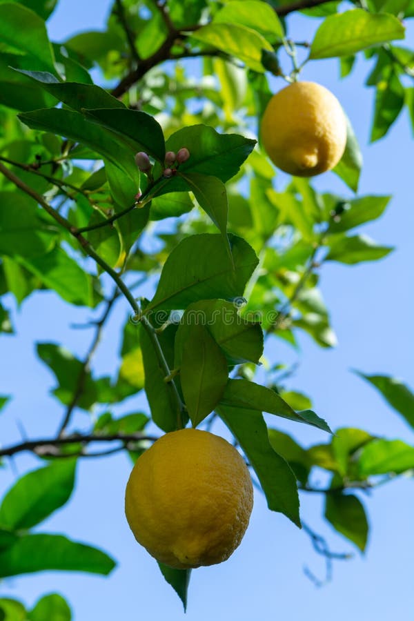 Ripe Big Yellow Lemon Citrus Tropical Fruit Hanging on Lemon Tree Stock ...