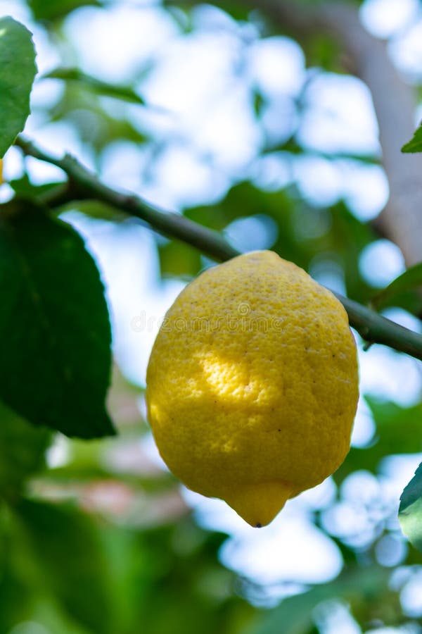Ripe Big Yellow Lemon Citrus Tropical Fruit Hanging on Lemon Tree Stock ...