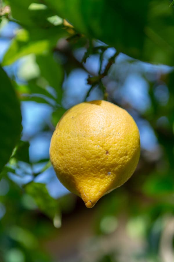Ripe Big Yellow Lemon Citrus Tropical Fruit Hanging on Lemon Tree Stock ...