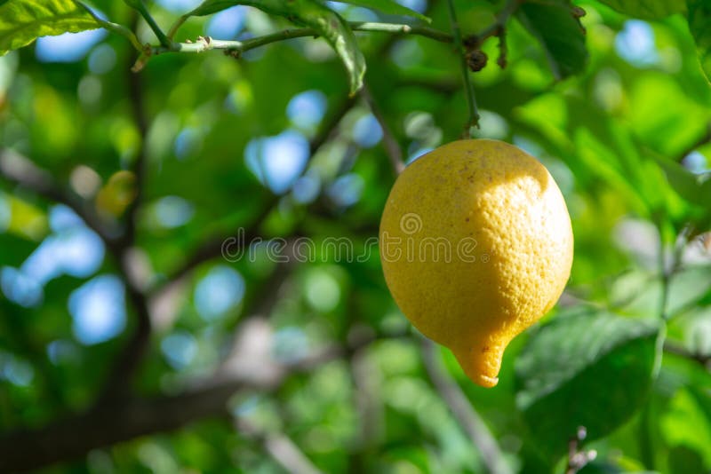 Ripe Big Yellow Lemon Citrus Tropical Fruit Hanging on Lemon Tree Stock ...