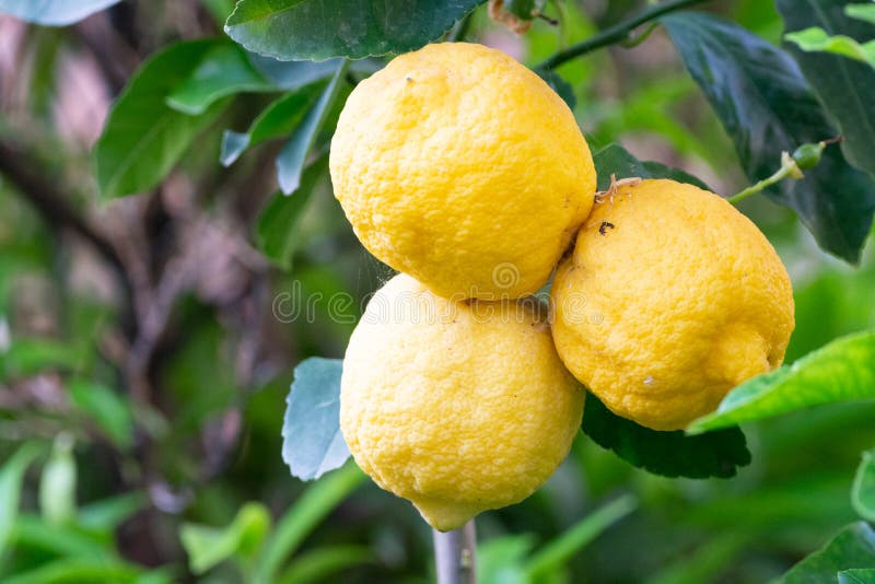 Ripe Big Yellow Lemon Citrus Tropical Fruit Hanging on Lemon Tre Stock ...