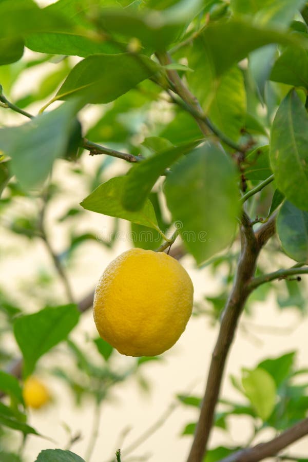 Ripe Big Yellow Lemon Citrus Tropical Fruit Hanging on Lemon Tre Stock ...