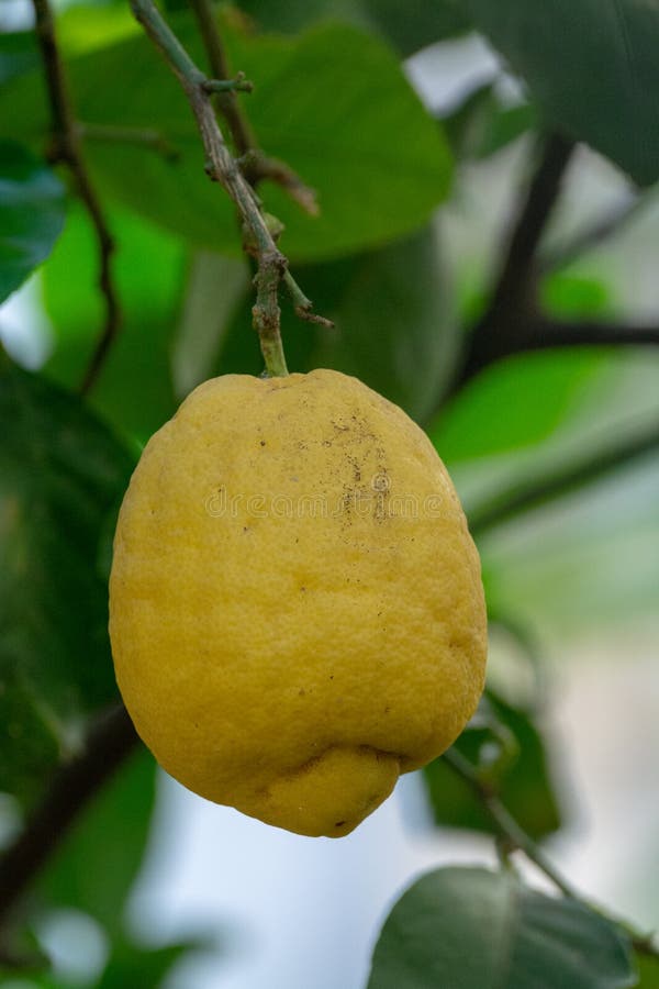 Ripe Big Yellow Lemon Citrus Tropical Fruit Hanging on Lemon Tree Stock ...