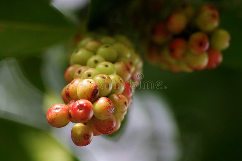 Ripe bignay fruit stock image. Image of fresh, laurel - 68511157