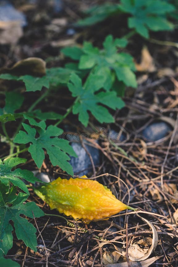 Ripe bitter gourd stock image. Image of nutrition, natural - 64959407