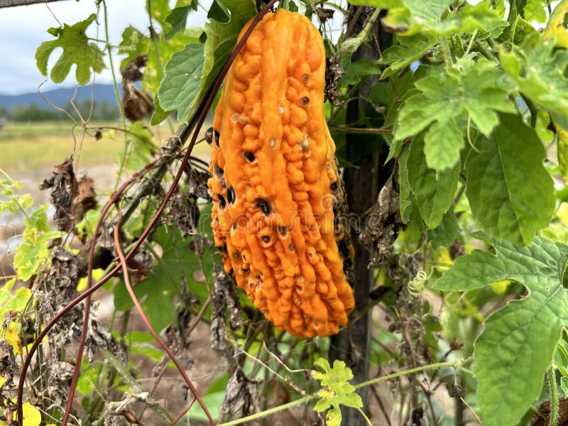 151 Bitter Gourd Insect Marks Stock Photos - Free & Royalty-Free Stock ...