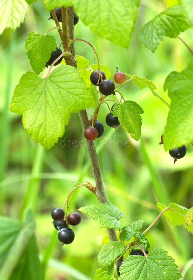 Ripe Black Currant Berries Grows Closeup Stock Photo - Image of steam ...