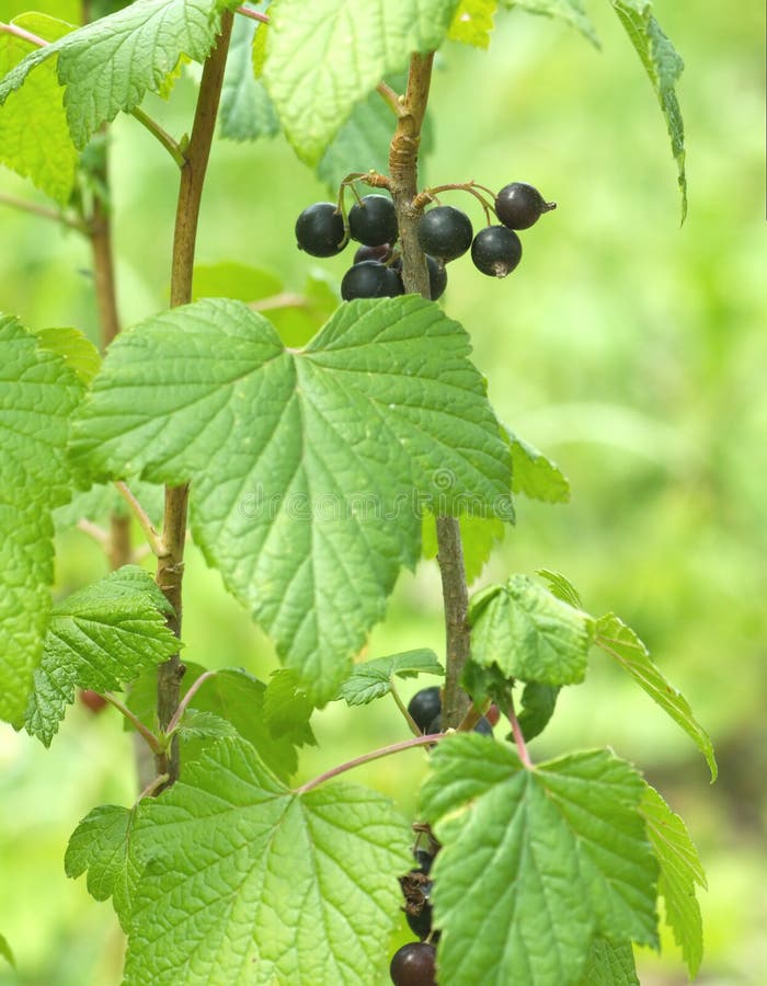 Ripe Black Currant Berries Grows Closeup Stock Image - Image of season ...
