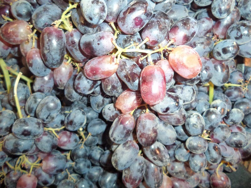 Ripe black grape raisin stock image. Image of grapes - 130739825