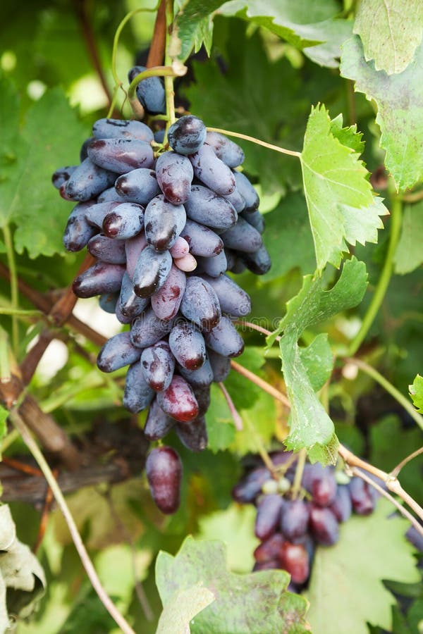 Dead grape stock image. Image of wine, grapes, grape - 35618437