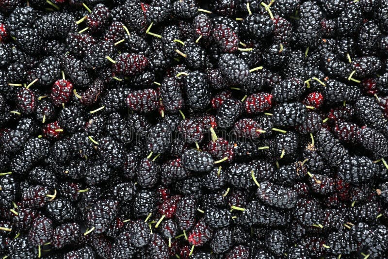 Ripe Black Mulberries As Background, Top View Stock Photo - Image of ...