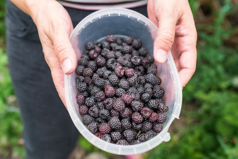 Ripe Black Raspberries in a Container. Picking Berries Stock Image ...