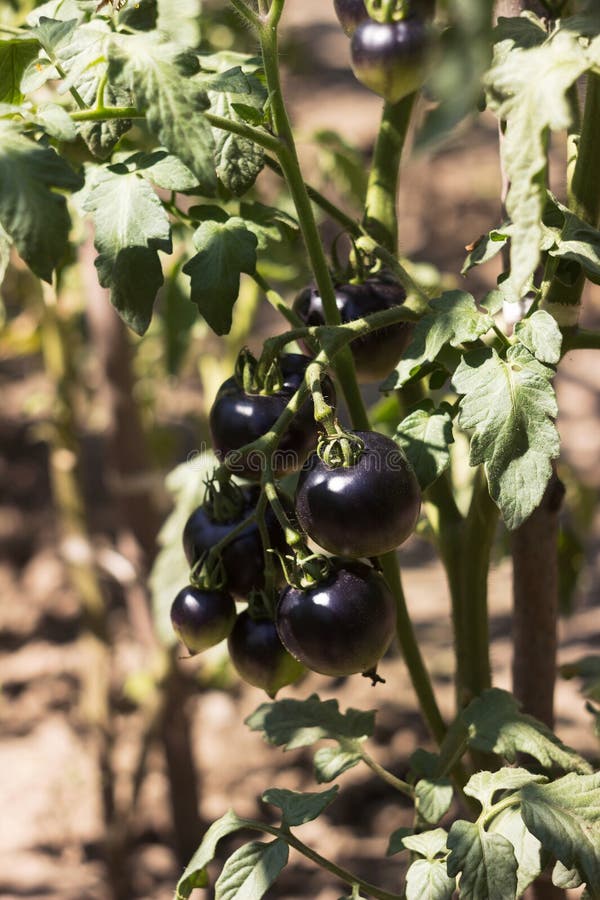 A Ripe Black Tomato Grows on a Bush in the Garden. Agriculture. Stock ...