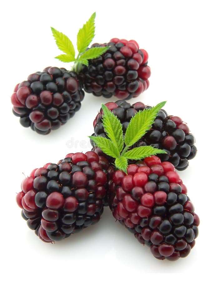 Blackberry fruit stock image. Image of sweet, antioxidant - 33444657