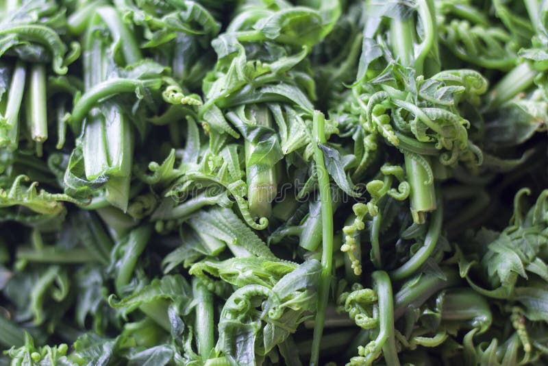 Small Vegetable Garden In The Fenced Back Yard. Stock Image - Image of ...