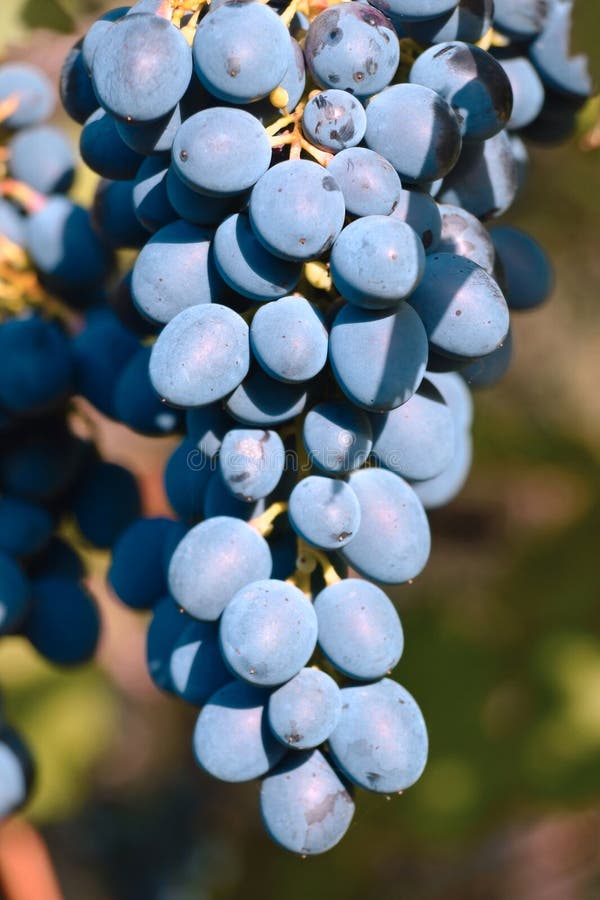 Ripe Blue Appetizing Grape. Stock Photo - Image of countryside ...