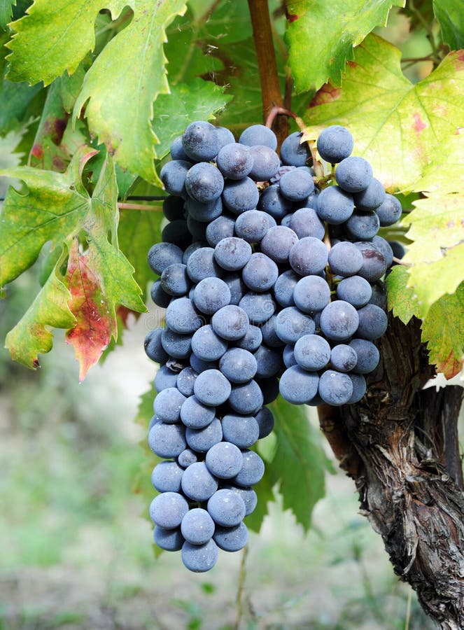 Ripe Blue Wine Grapes stock image. Image of covered - 118551667
