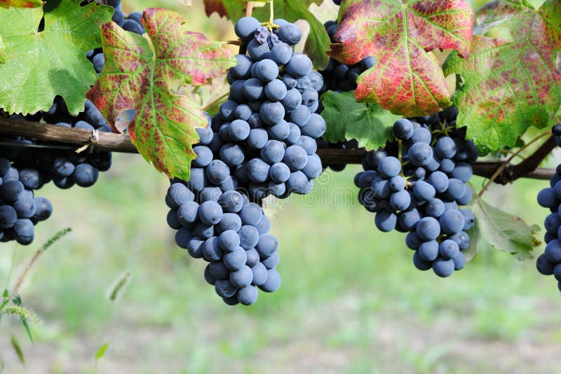 Ripe blue grape stock photo. Image of bunches, seasonal - 77661296