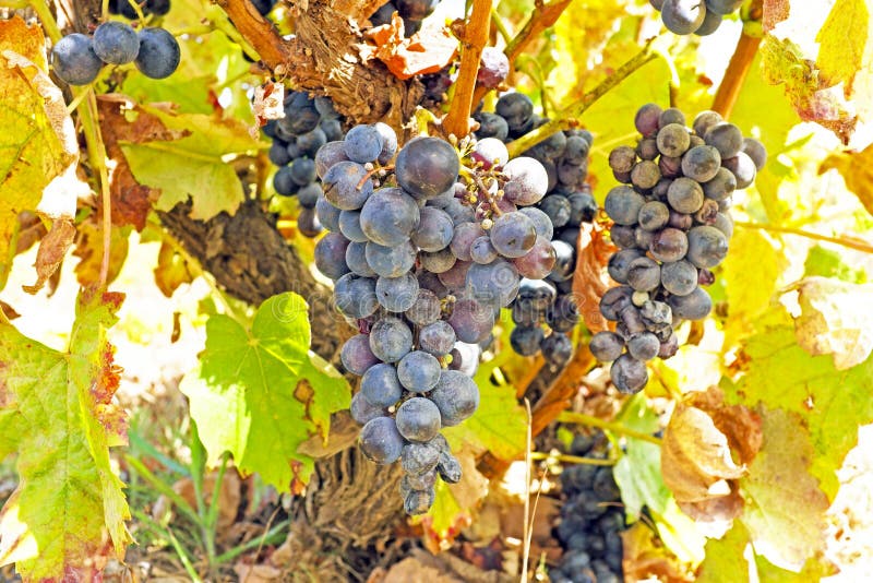 Ripe Blue Grapes on a Tree in Portugal Stock Photo - Image of grapes ...