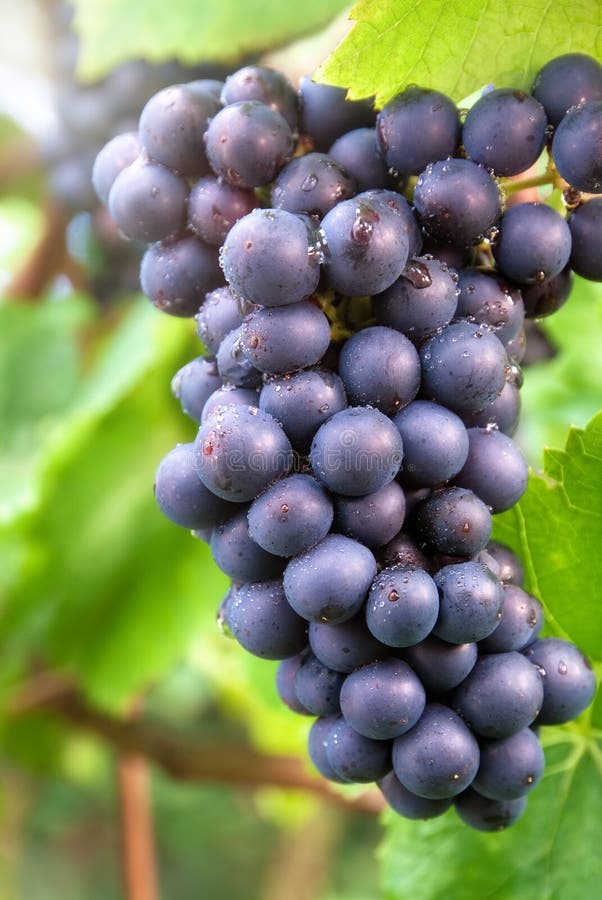 Blue grapes stock photo. Image of grape, grapes, bunch - 229540