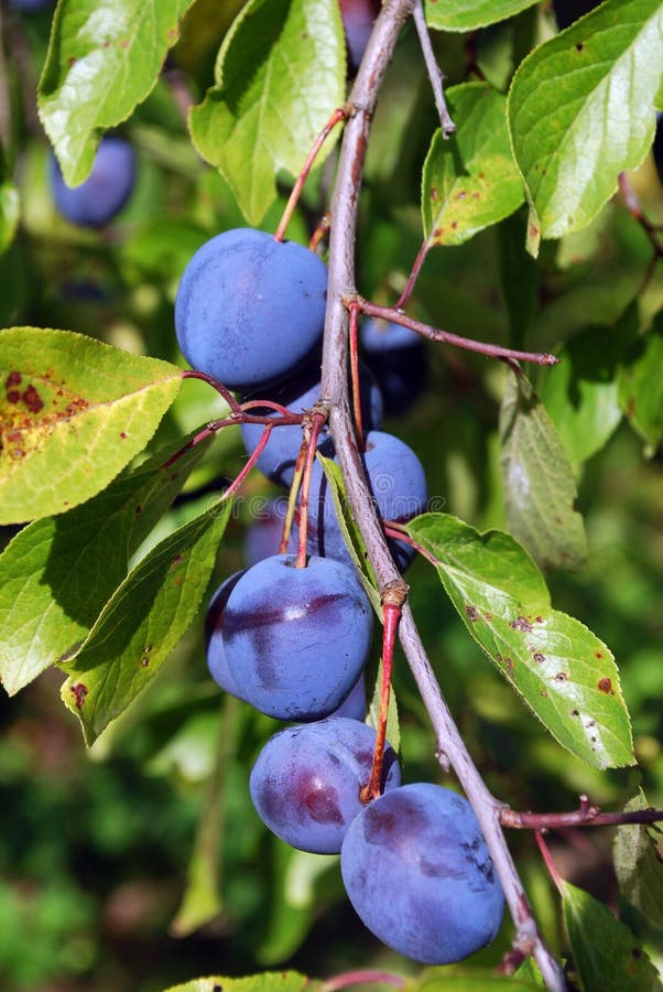 Ripe blue plum stock image. Image of flora, farm, decoration - 33791647