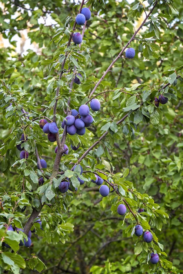 Ripe Blue Plum on the Plum Tree Stock Photo - Image of prune ...