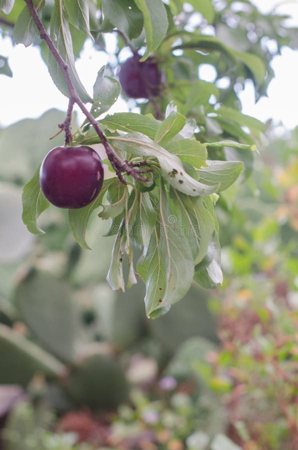 Ripe blue plum. stock image. Image of orchard, blue, garden - 57594463