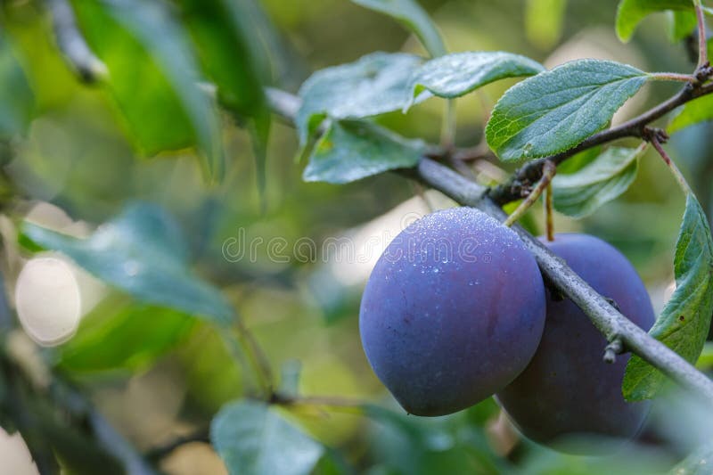 Ripe Blue Plums on a Tree Branch with Green Leaves Stock Image - Image ...