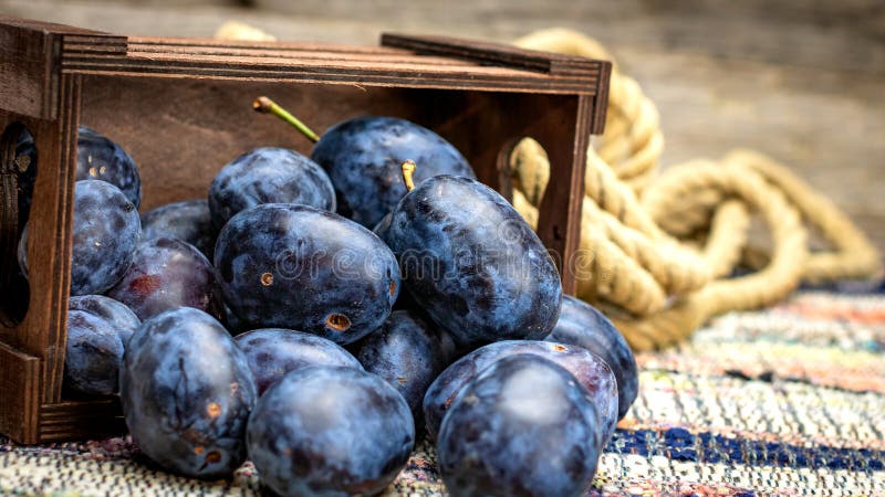 Ripe Blue Plums in a Wooden Crate in a Rustic Composition Stock Photo ...