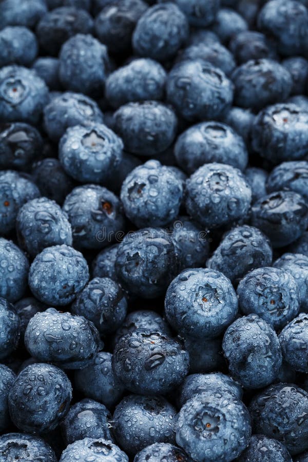 Ripe Blueberries in the Form of a Full-screen Texture with Drops of Dew ...