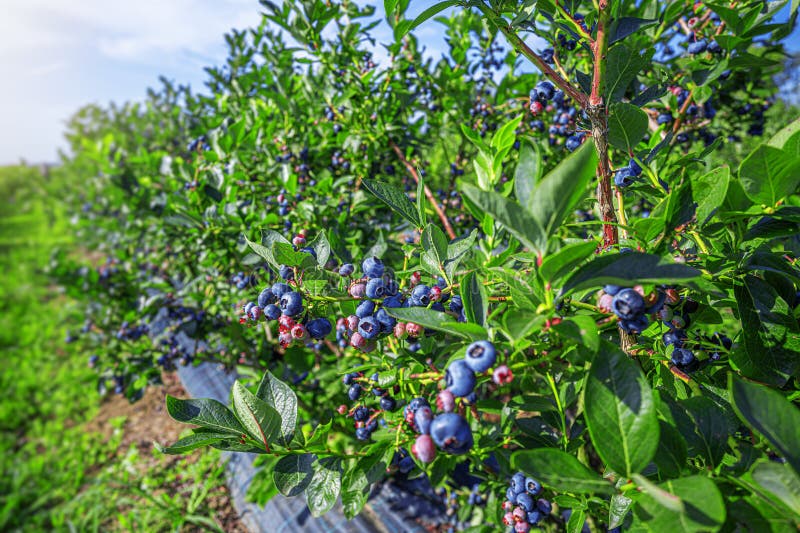 Ripe Blueberries Growing on a Farm. Stock Photo - Image of green ...