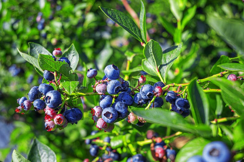 Ripe Blueberries Growing on a Farm. Stock Image - Image of harvest ...