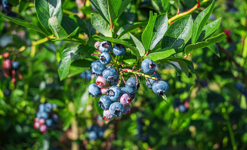 Ripe Blueberries Growing on a Farm. Stock Photo - Image of agriculture ...