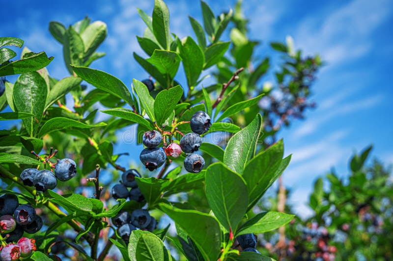 Ripe Blueberries Growing on a Farm. Stock Image - Image of ripe, fruit ...