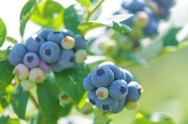 Ripe Blueberry on a Bush in a Garden Stock Image - Image of fruit, bush ...