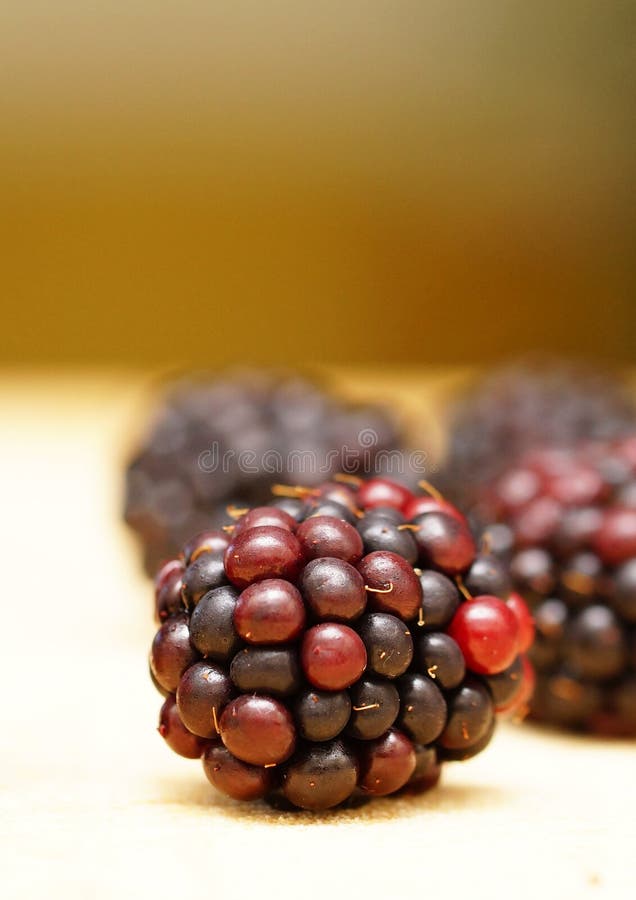 Ripe brambles stock image. Image of organic, fruit, fresh - 26469701