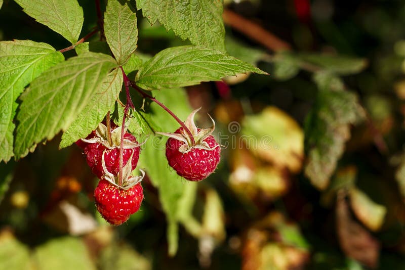 Ripe Branch of Raspberry on Bush in the Garden Stock Image - Image of ...
