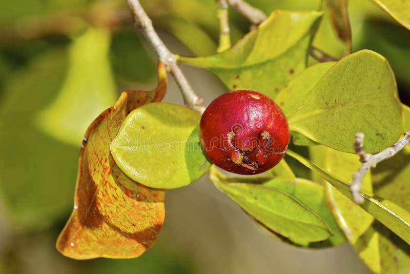Ripe Brazilian Strawberry Guava Stock Photo - Image of sweet, fruit ...