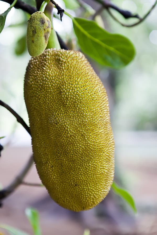 Ripe Breadfruit or Jackfruit (Artocarpus Heterophyllus) Stock Photo ...