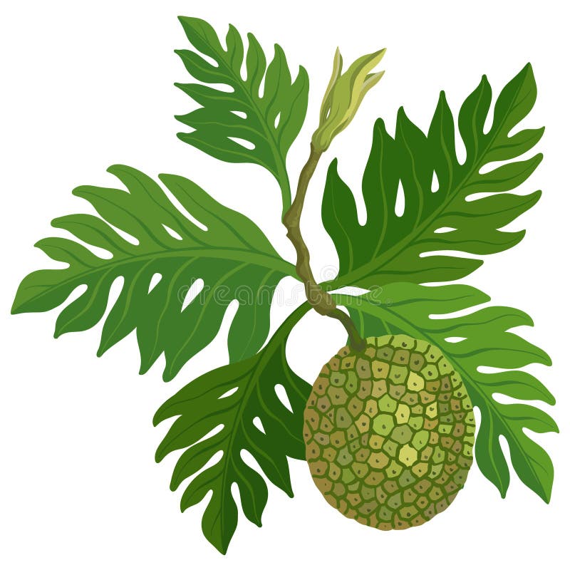 Ripe Breadfruit with Leaves on a White Background. Stock Illustration ...