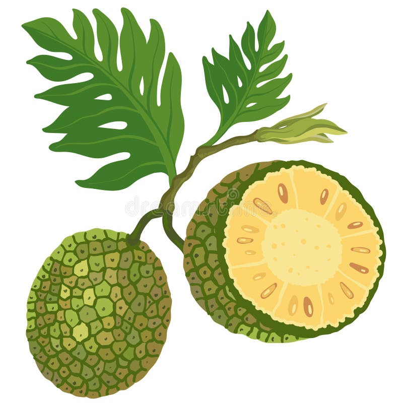 Ripe Breadfruit Tree Brunch Stock Illustrations – 2 Ripe Breadfruit ...