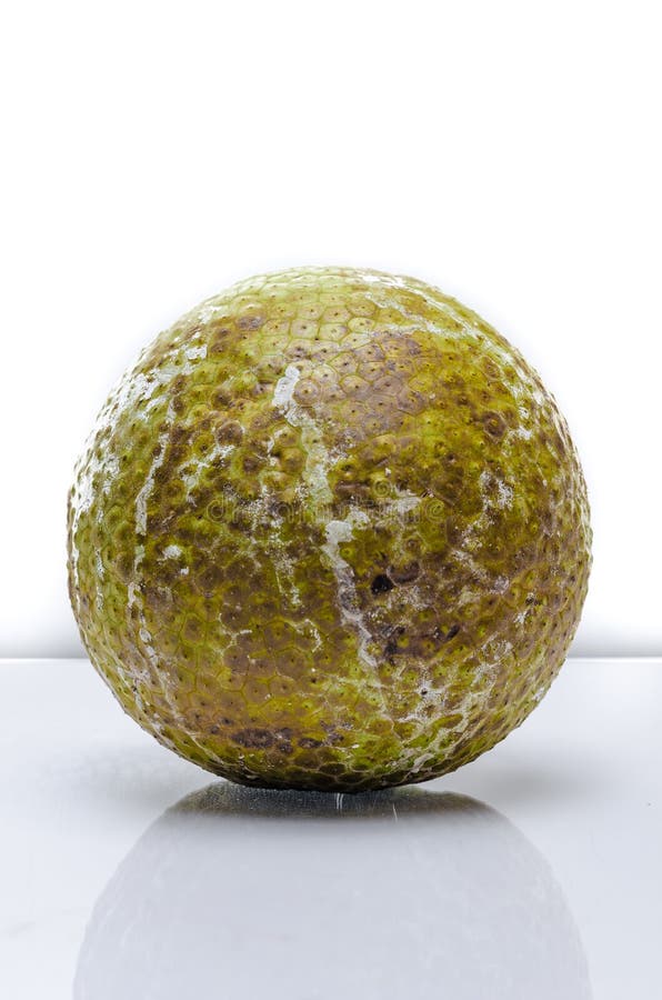 Ripe Breadfruit White Backdrop Stock Image - Image of alternative ...